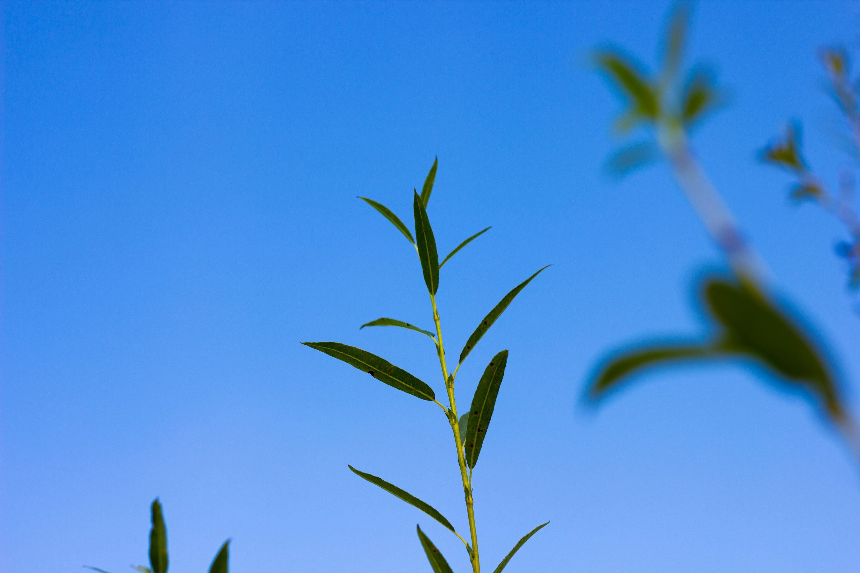 How to Grow and Keep Your Aravot Fresh for Sukkot – The Sukkah Store